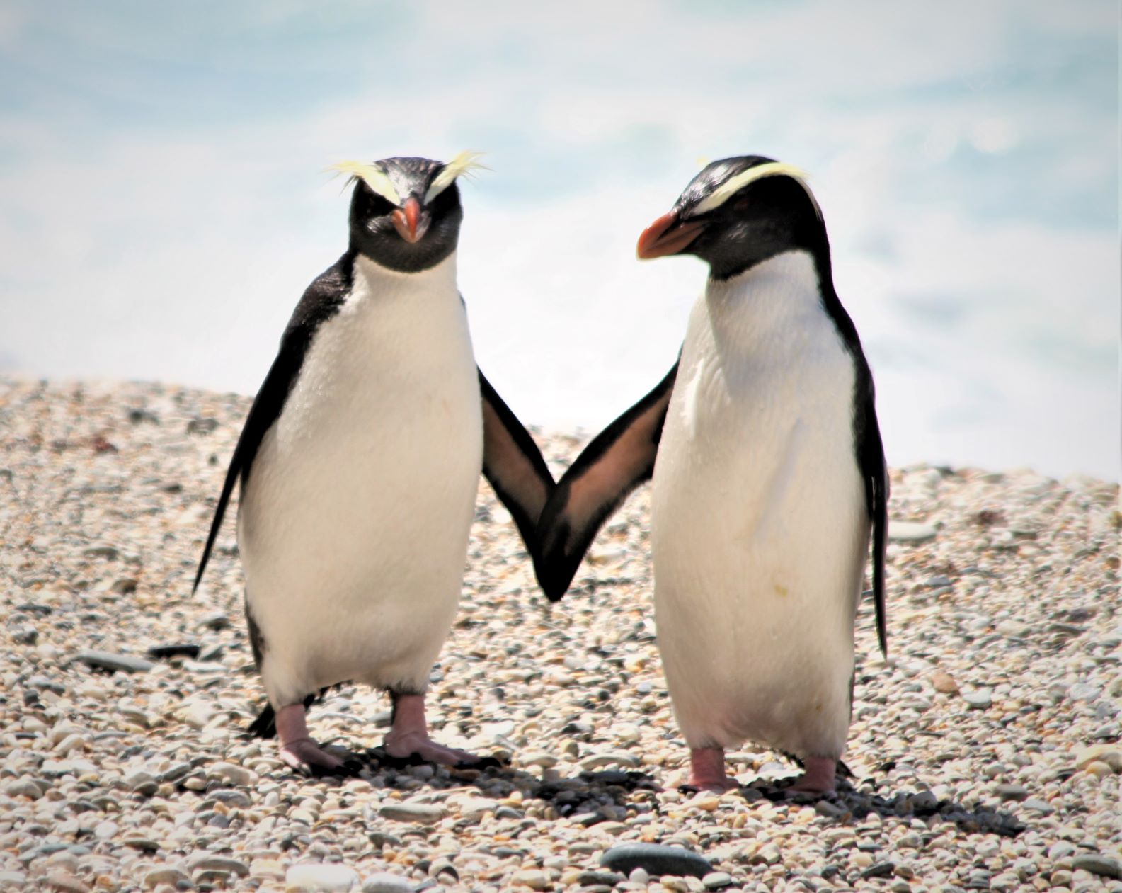 Penguin numbers nearly double at Wilderness Lodge Lake Moeraki - New ...